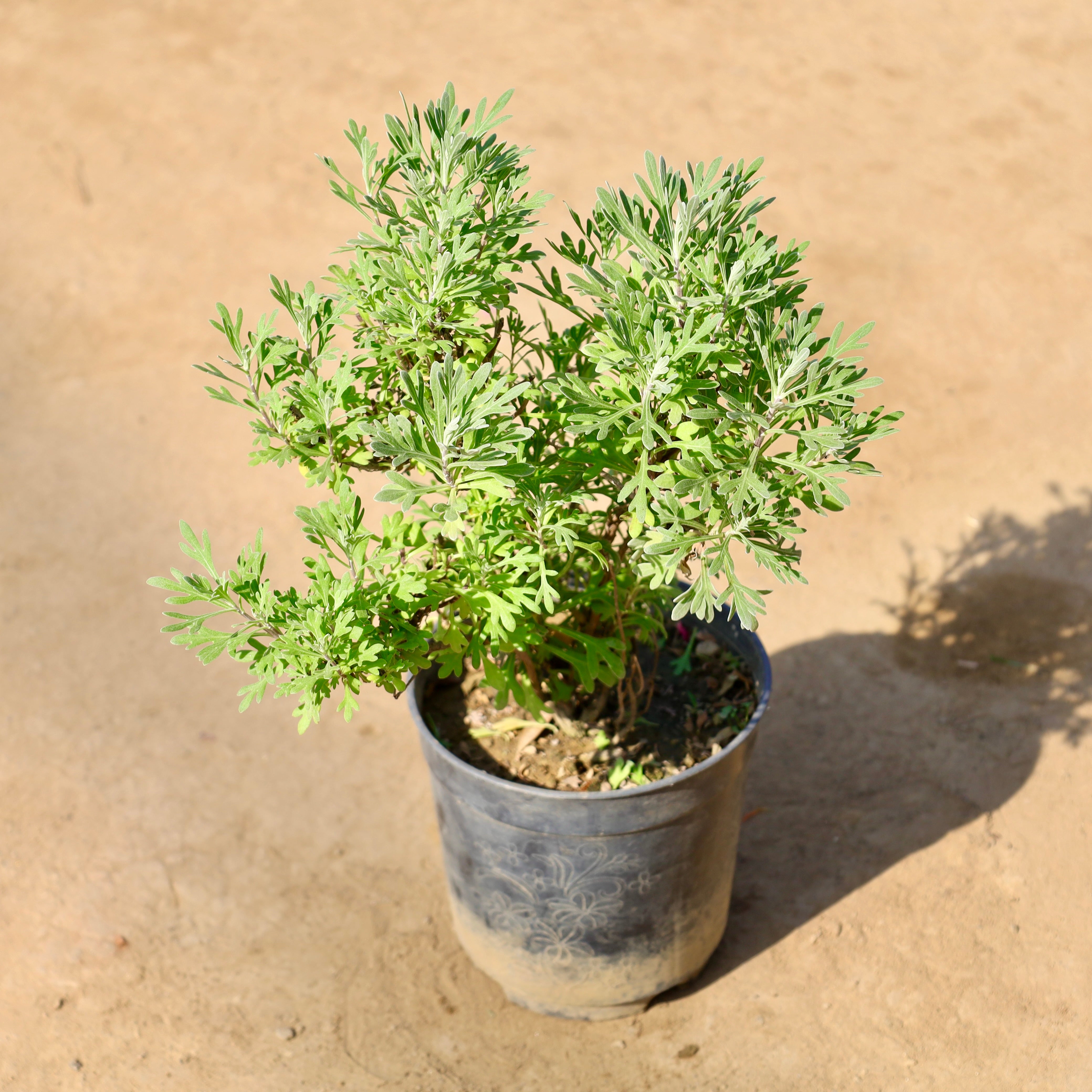 Lavender plant | 6 inch nursery pot – Eazy Garden